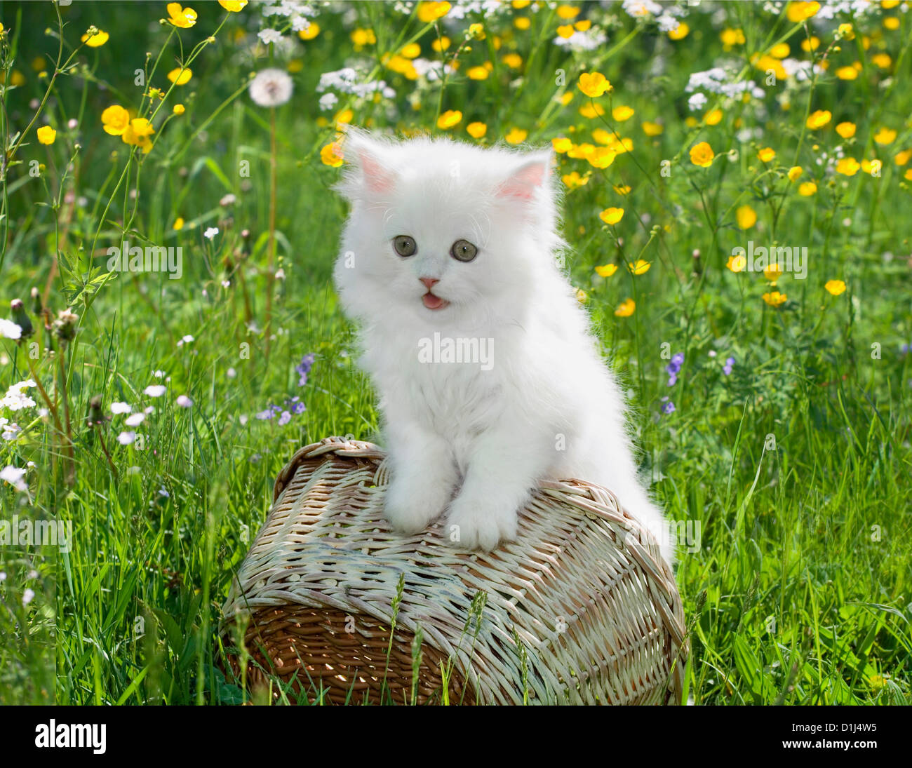 Katzen und blumen -Fotos und -Bildmaterial in hoher Auflösung – Alamy