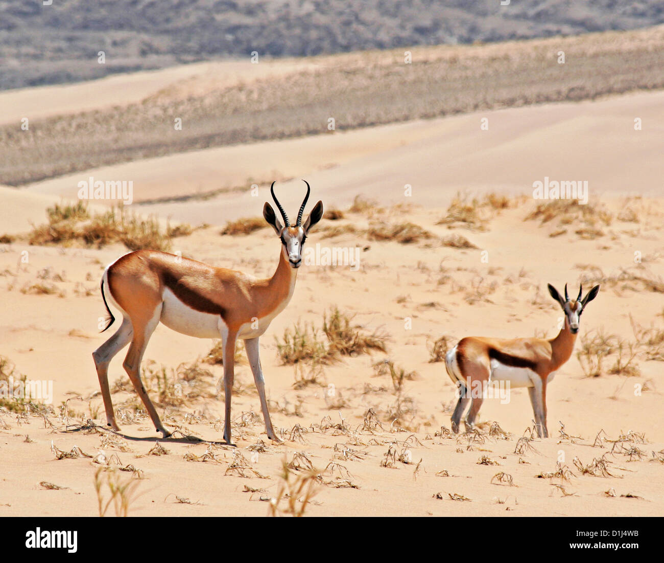 Jagd springbock -Fotos und -Bildmaterial in hoher Auflösung – Alamy