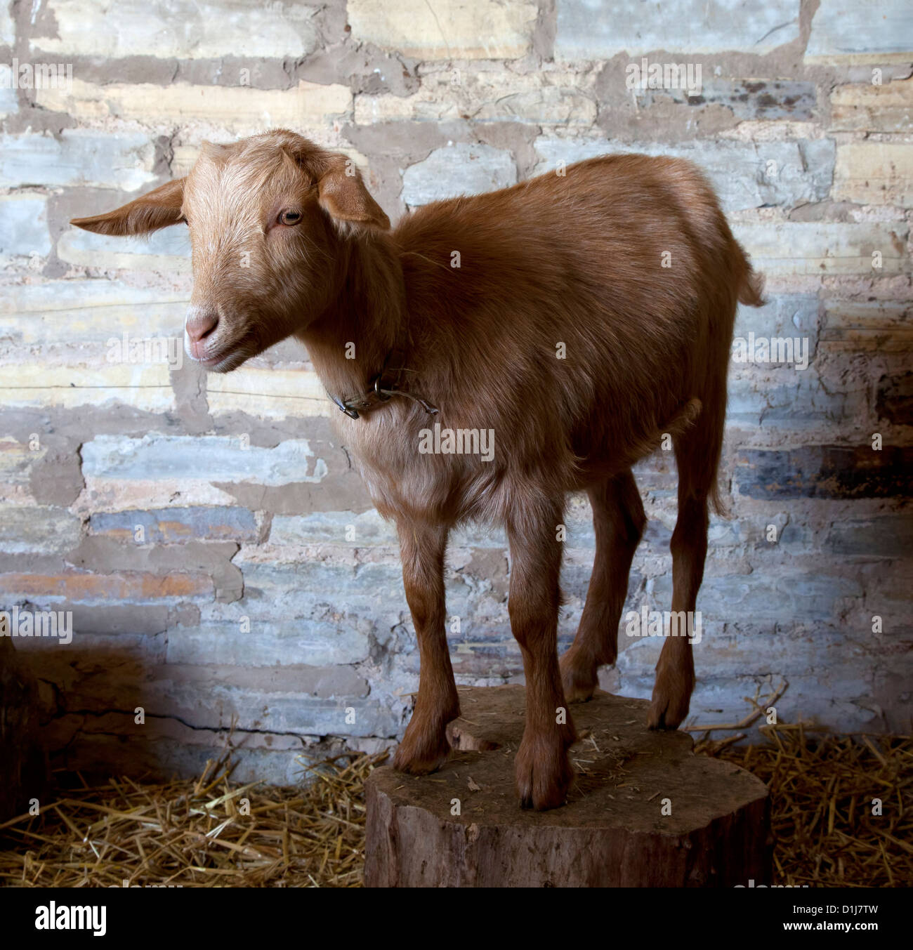 Ziegenbock schaf -Fotos und -Bildmaterial in hoher Auflösung – Alamy