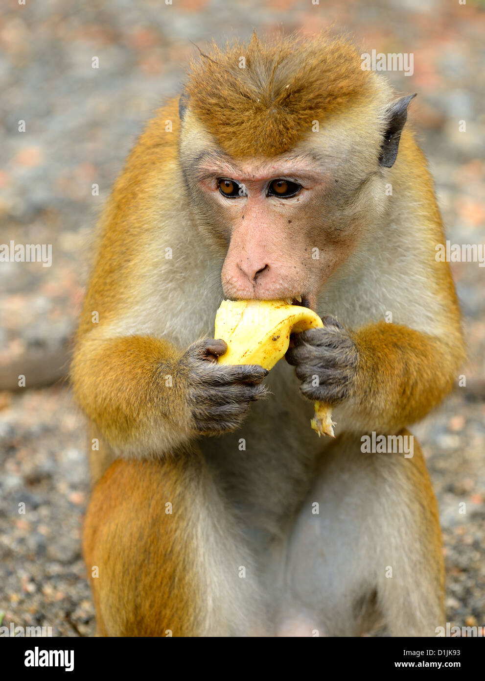 Affe Eatind eine Banane in der lebenden Natur. Land von Sri Lanka ...