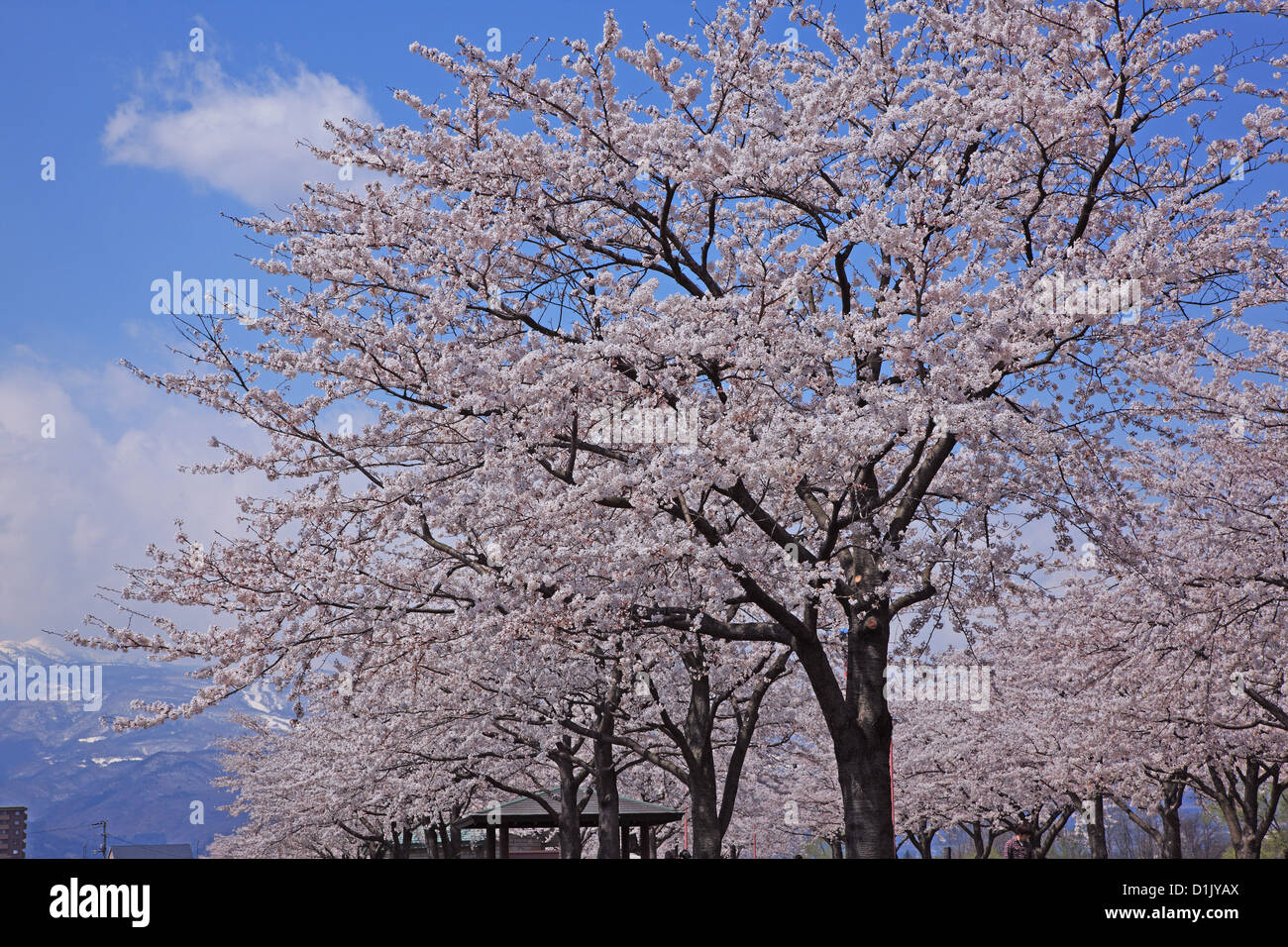 Kirsch bluete japan -Fotos und -Bildmaterial in hoher Auflösung – Alamy