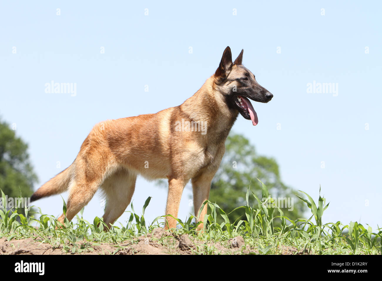 Belgischer Schäferhund Malinois Erwachsenen Standardprofil Hund ...