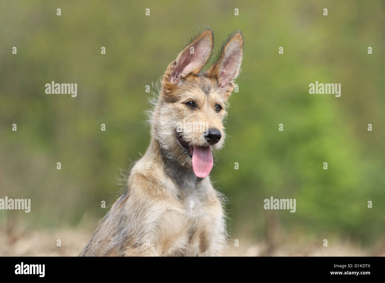 Berger picard steckbrief -Fotos und -Bildmaterial in hoher Auflösung ...