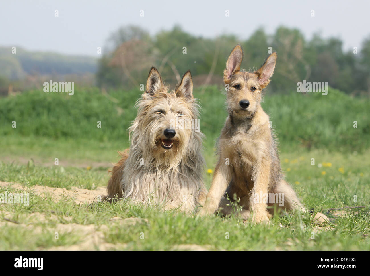 Berger picard dog puppies -Fotos und -Bildmaterial in hoher Auflösung ...