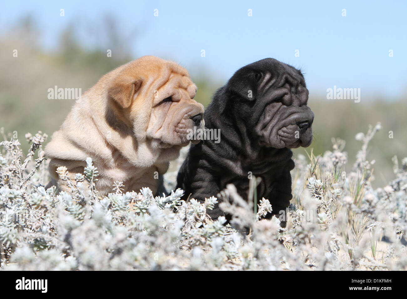 Hund Shar-pei zwei Welpen Beige und schwarz Stockfotografie - Alamy