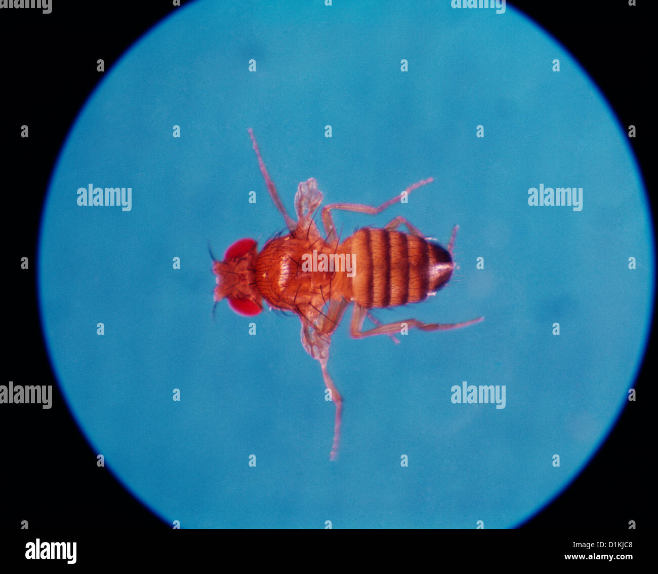 Drosophila melanogaster mutant -Fotos und -Bildmaterial in hoher ...