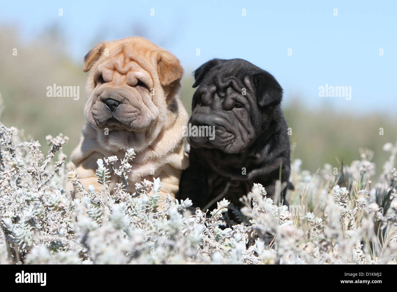 Hund Shar-pei zwei Welpen Beige und schwarz Stockfotografie - Alamy