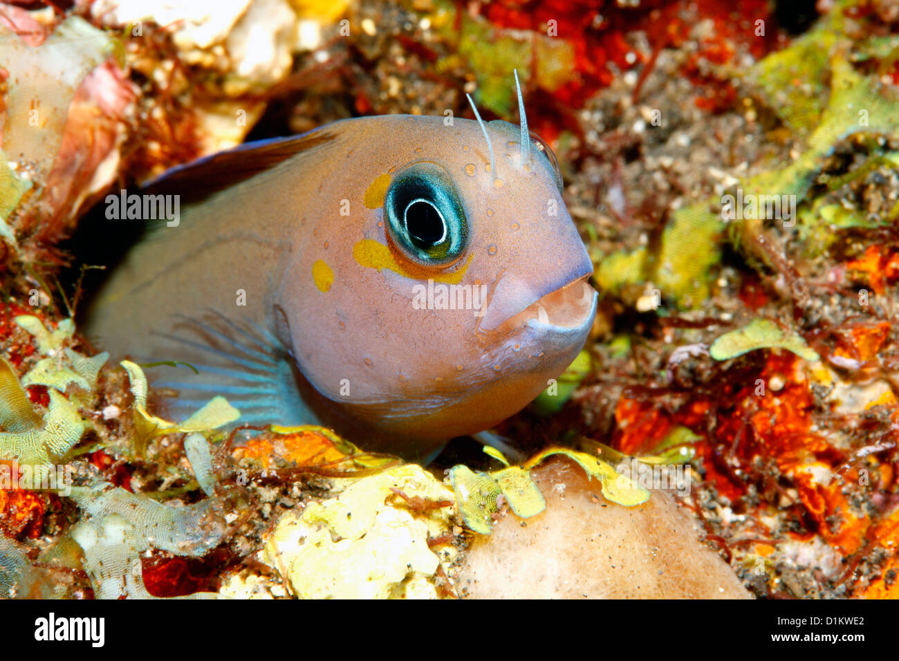 Midas blenny ecsenius midas -Fotos und -Bildmaterial in hoher Auflösung – Alamy