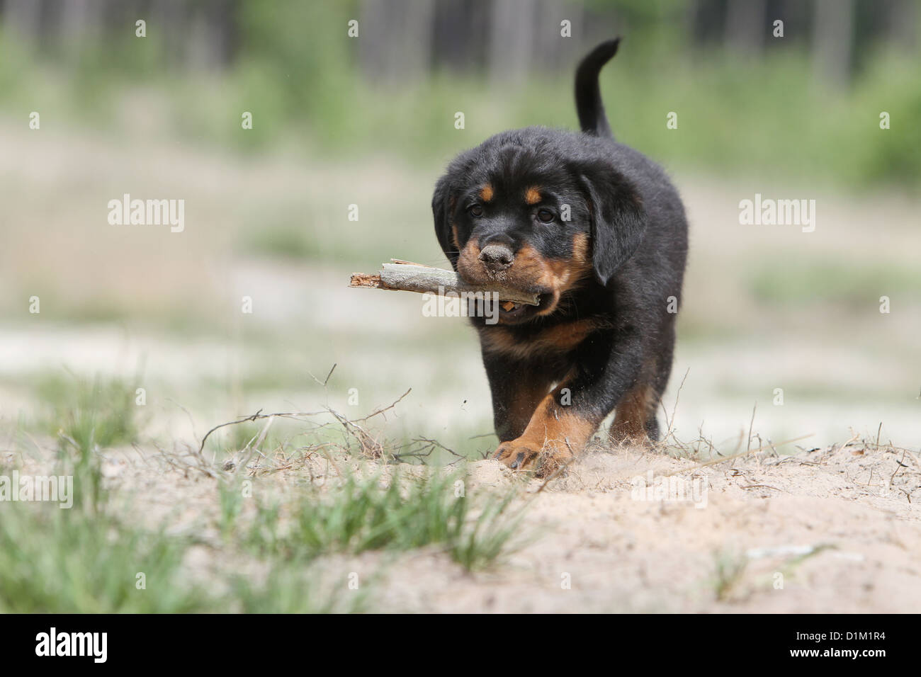Rottweiler Dog Walk Stockfotos und -bilder Kaufen - Alamy