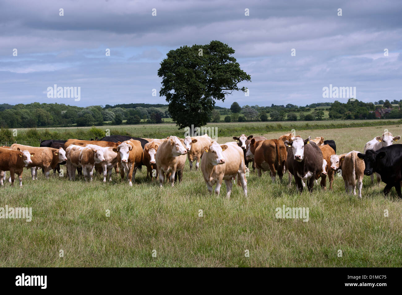 Simmental gekreuzt Mutterkuhhaltung Rinder im Tiefland Weiden ...