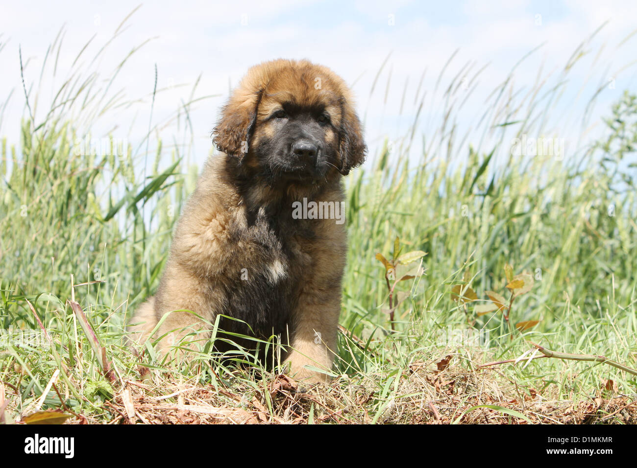 Leonberger baby -Fotos und -Bildmaterial in hoher Auflösung – Alamy