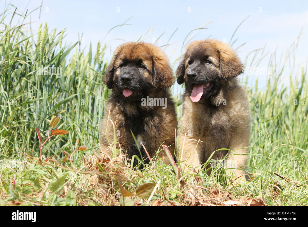 Leonberger baby -Fotos und -Bildmaterial in hoher Auflösung – Alamy