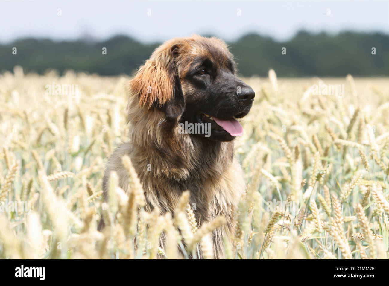 Portrait profil -Fotos und -Bildmaterial in hoher Auflösung – Alamy