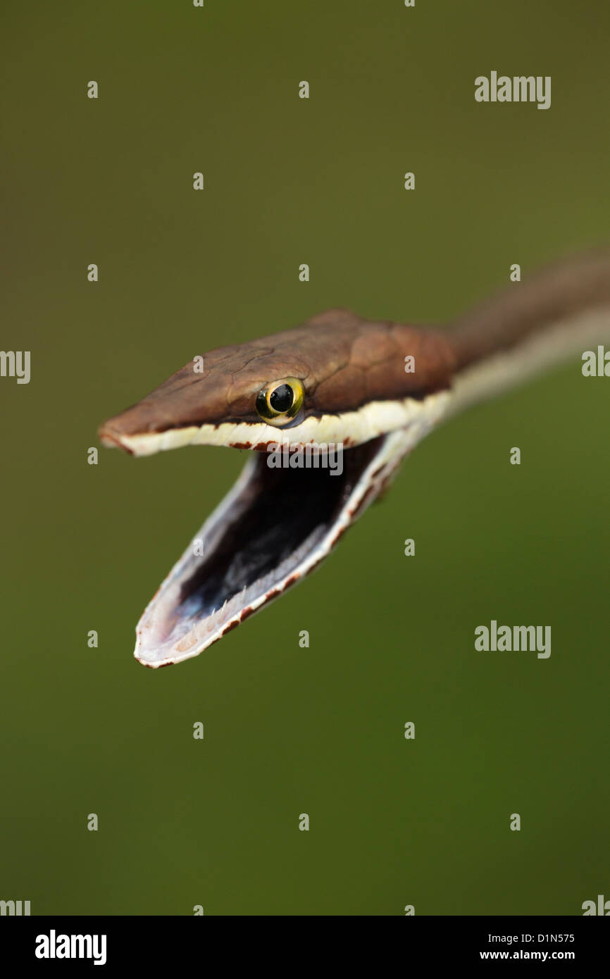 Schlange mit offenem mund -Fotos und -Bildmaterial in hoher Auflösung ...