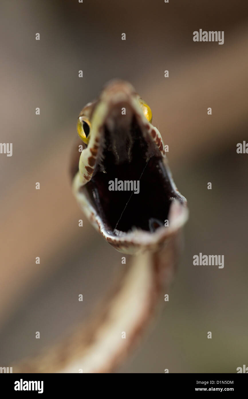 Rear fang snake -Fotos und -Bildmaterial in hoher Auflösung – Alamy