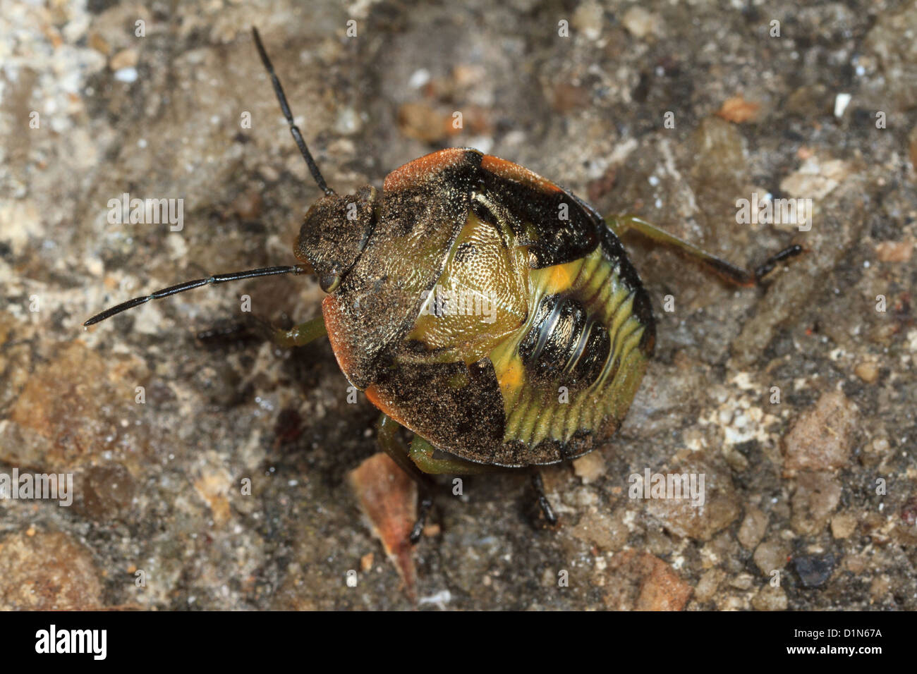 Chinavia hilaris -Fotos und -Bildmaterial in hoher Auflösung – Alamy