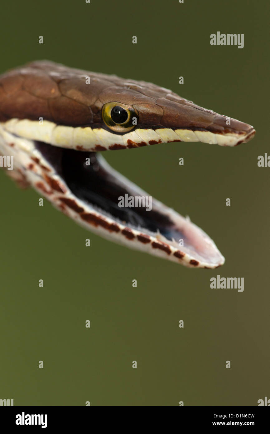 Braun Rebe Schlange Oxybelis aeneus Costa Rica defensive Haltung ...