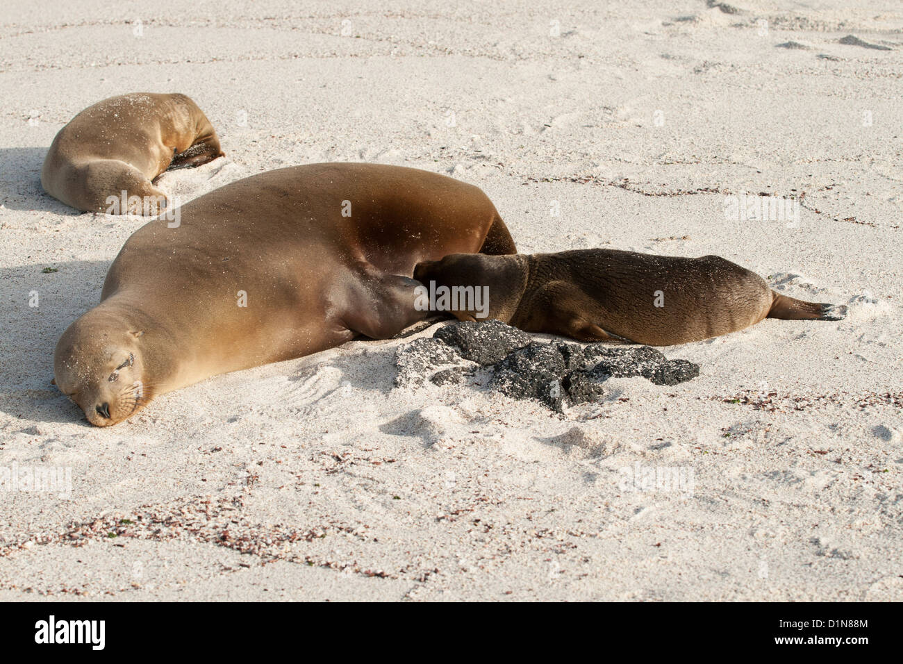 Zitze Stockfotos und -bilder Kaufen - Alamy