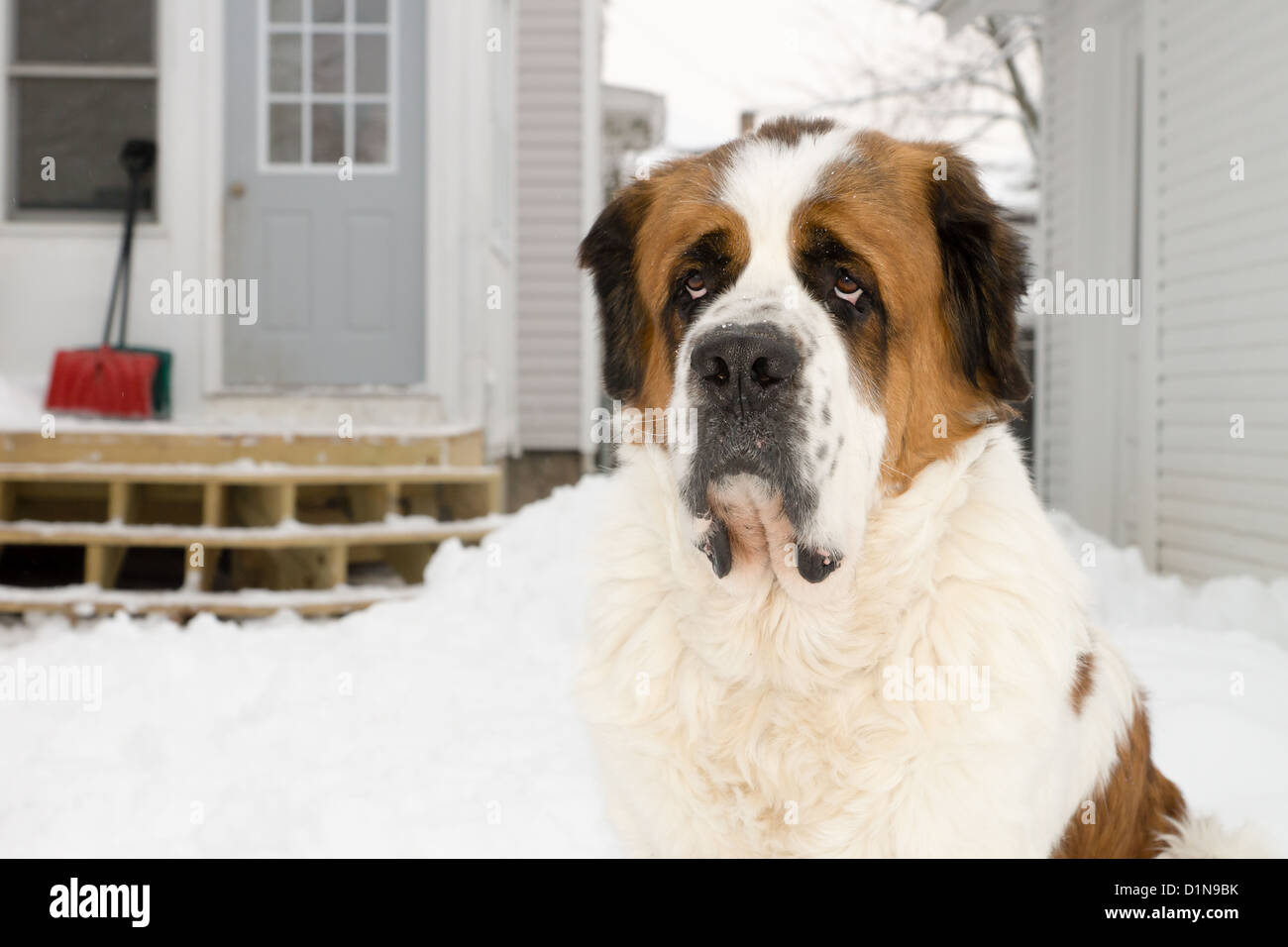 A saint bernard dog -Fotos und -Bildmaterial in hoher Auflösung – Alamy