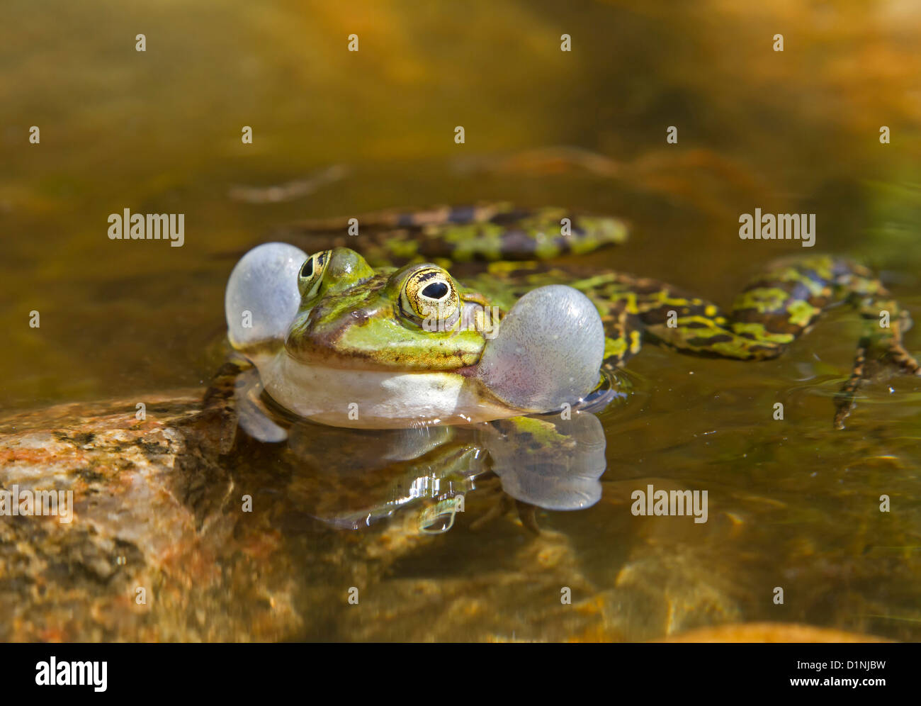 Gemeiner frosch stimmsack -Fotos und -Bildmaterial in hoher Auflösung ...