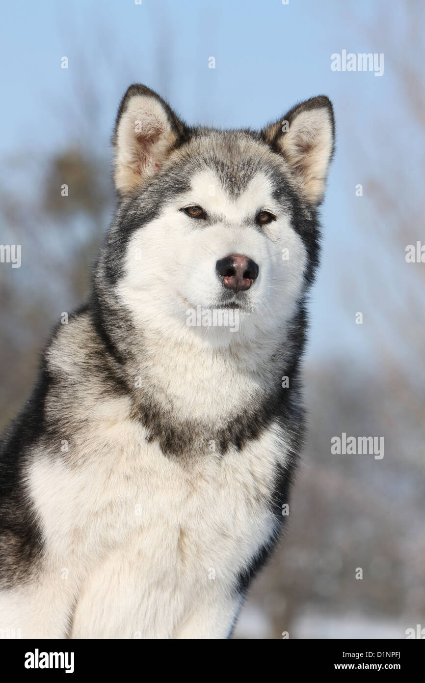 Hunderassen aus alaska -Fotos und -Bildmaterial in hoher Auflösung – Alamy
