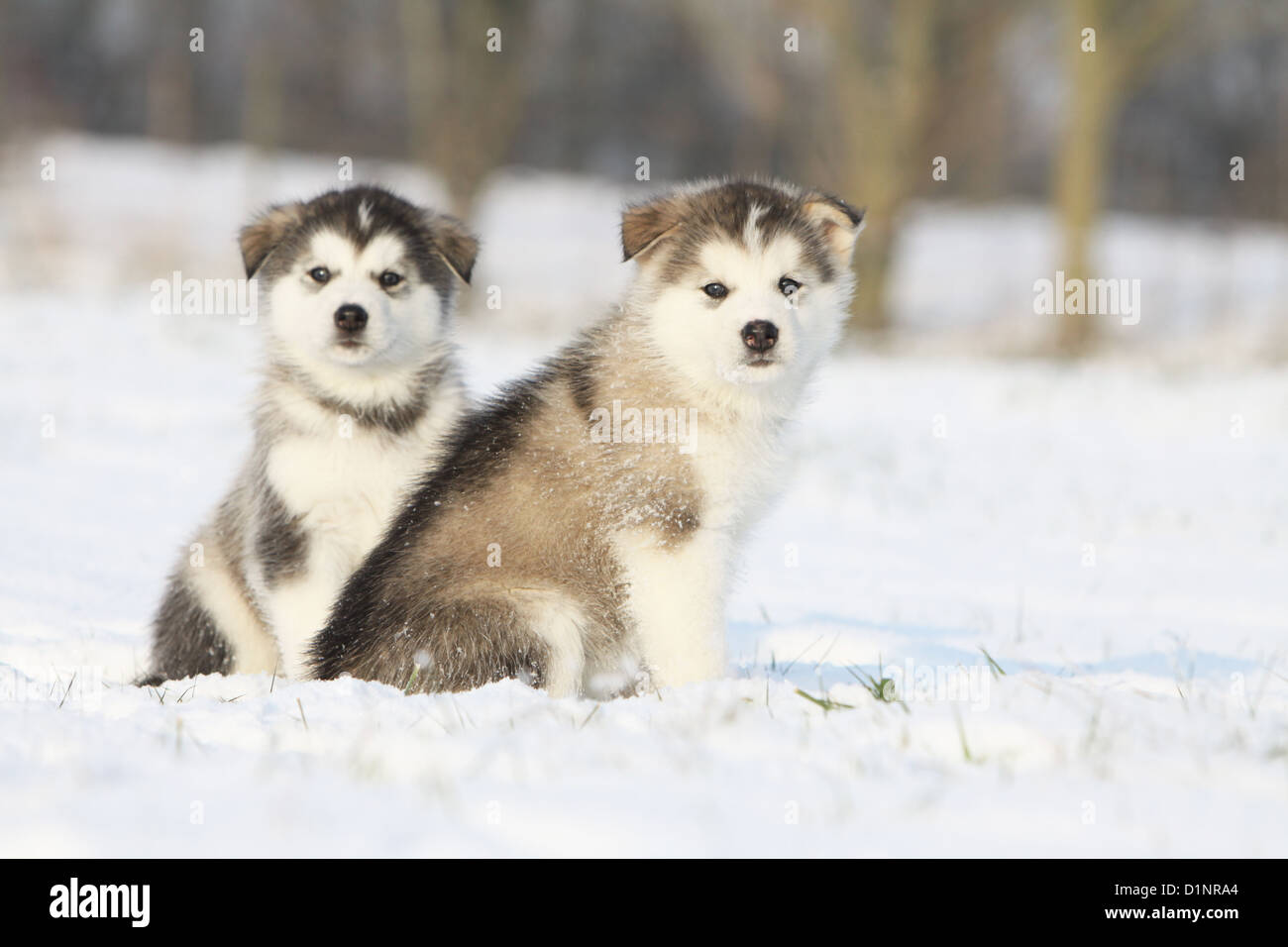 Alaskan Malamute Welpen In Not