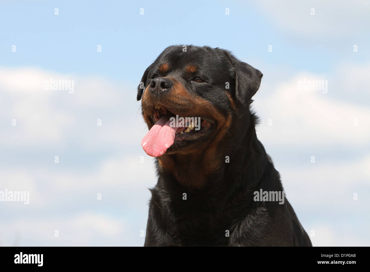 Hundekopf profil -Fotos und -Bildmaterial in hoher Auflösung – Alamy