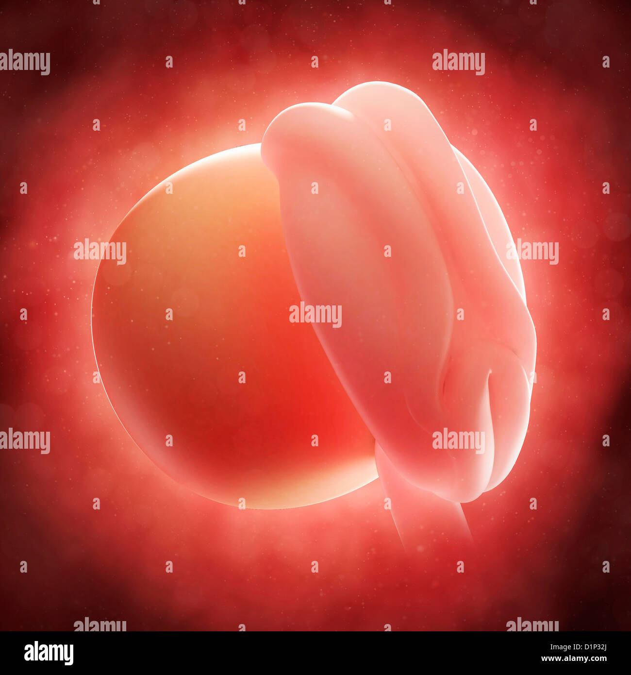 Embryo Development Stockfotos & Embryo Development Bilder - Alamy
