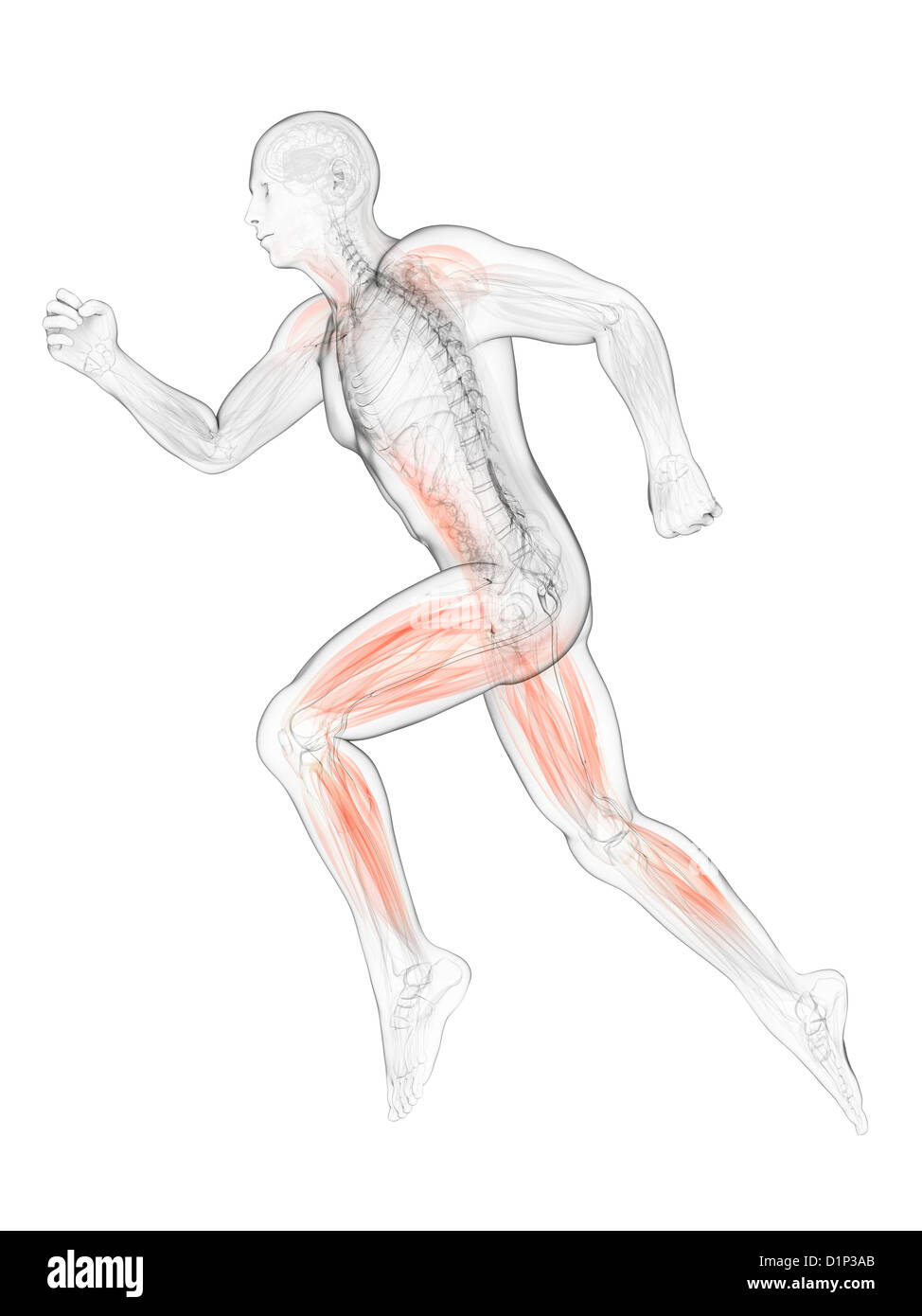 Sprinter Anatomie Stockfotos und -bilder Kaufen - Alamy