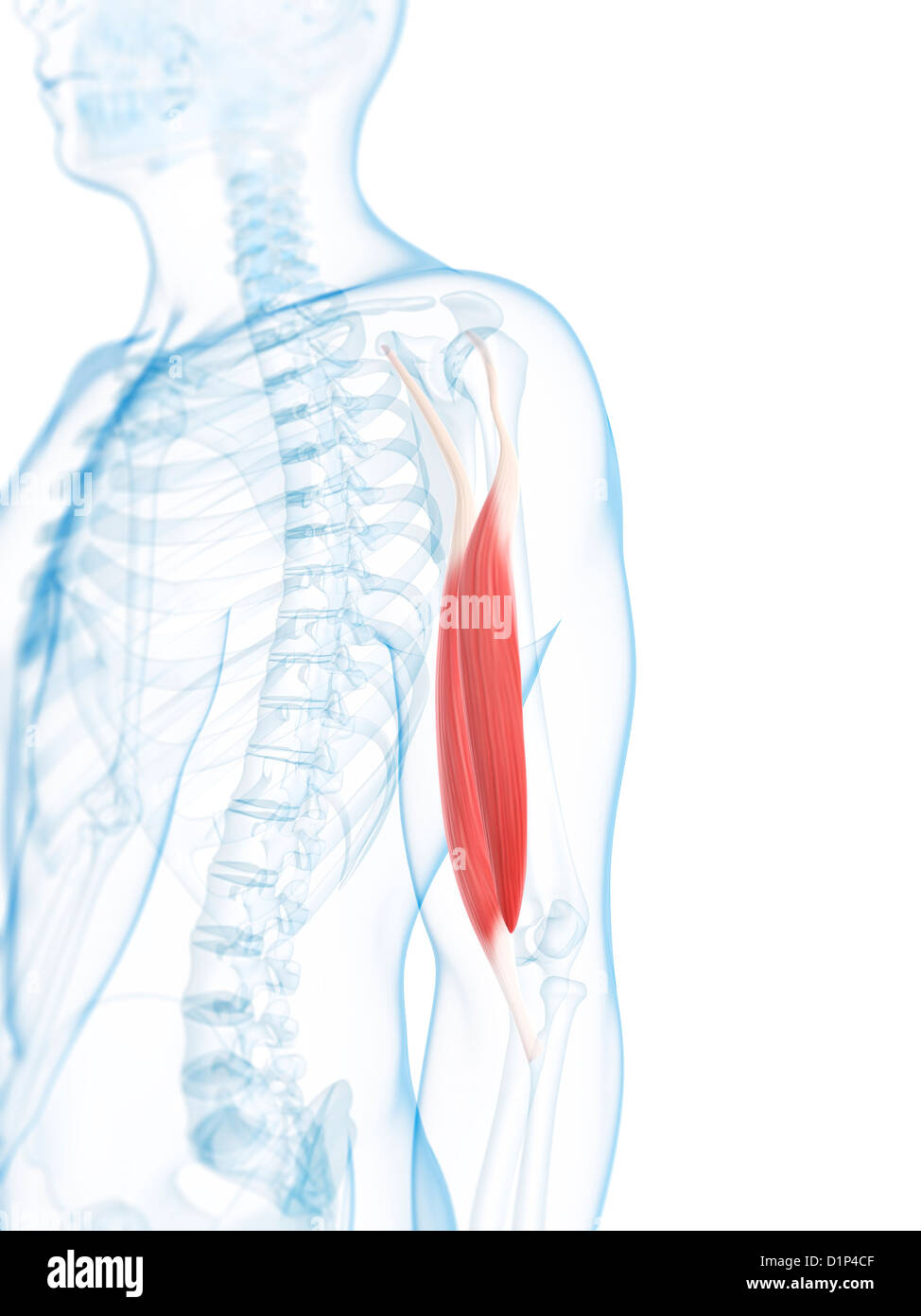 Muskulatur Des Armes Stockfotos und -bilder Kaufen - Alamy