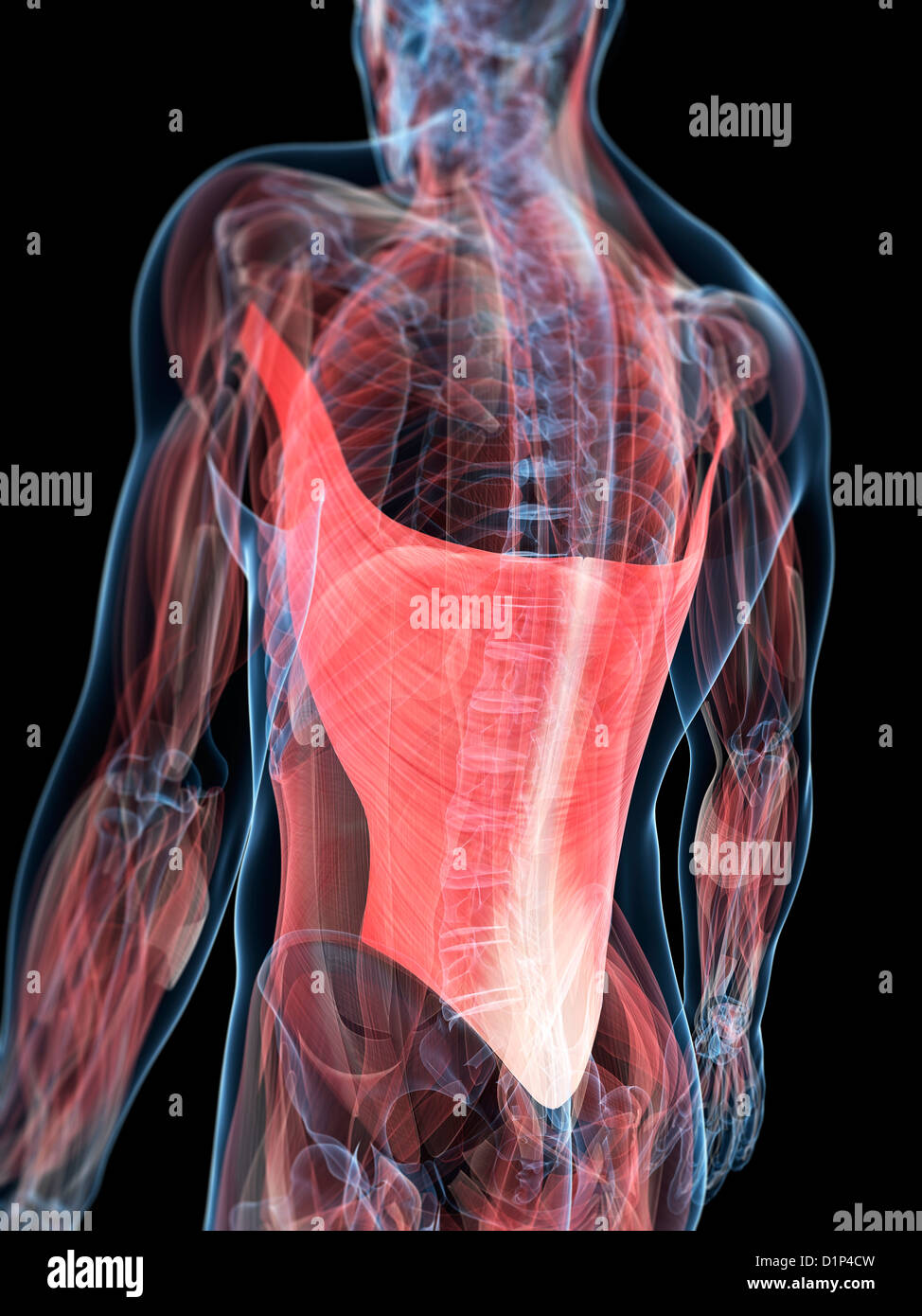 Menschliche Rückenmuskulatur Stockfotos und -bilder Kaufen - Alamy