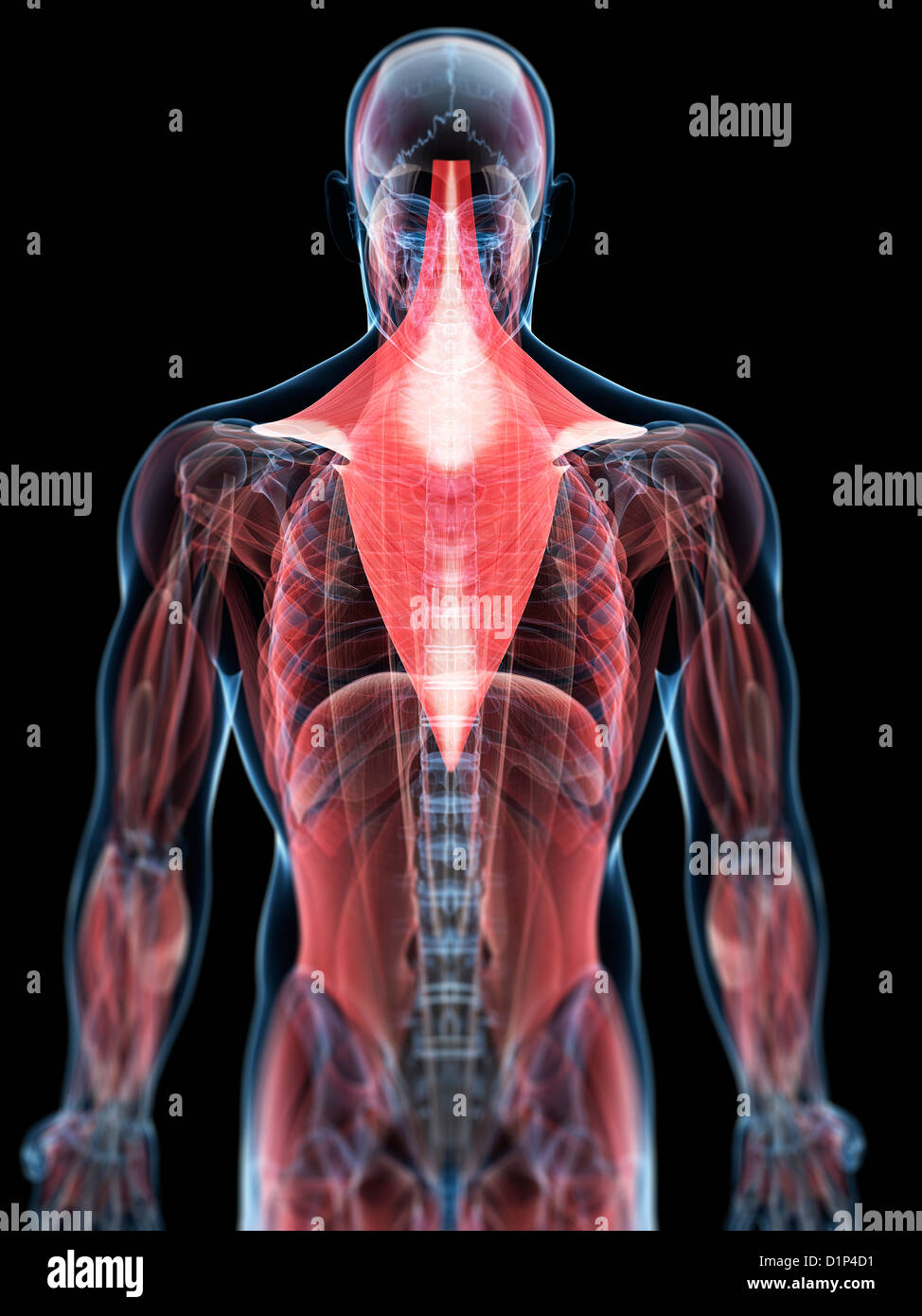 Anatomie Muskulatur Rücken Stockfotos und -bilder Kaufen - Alamy