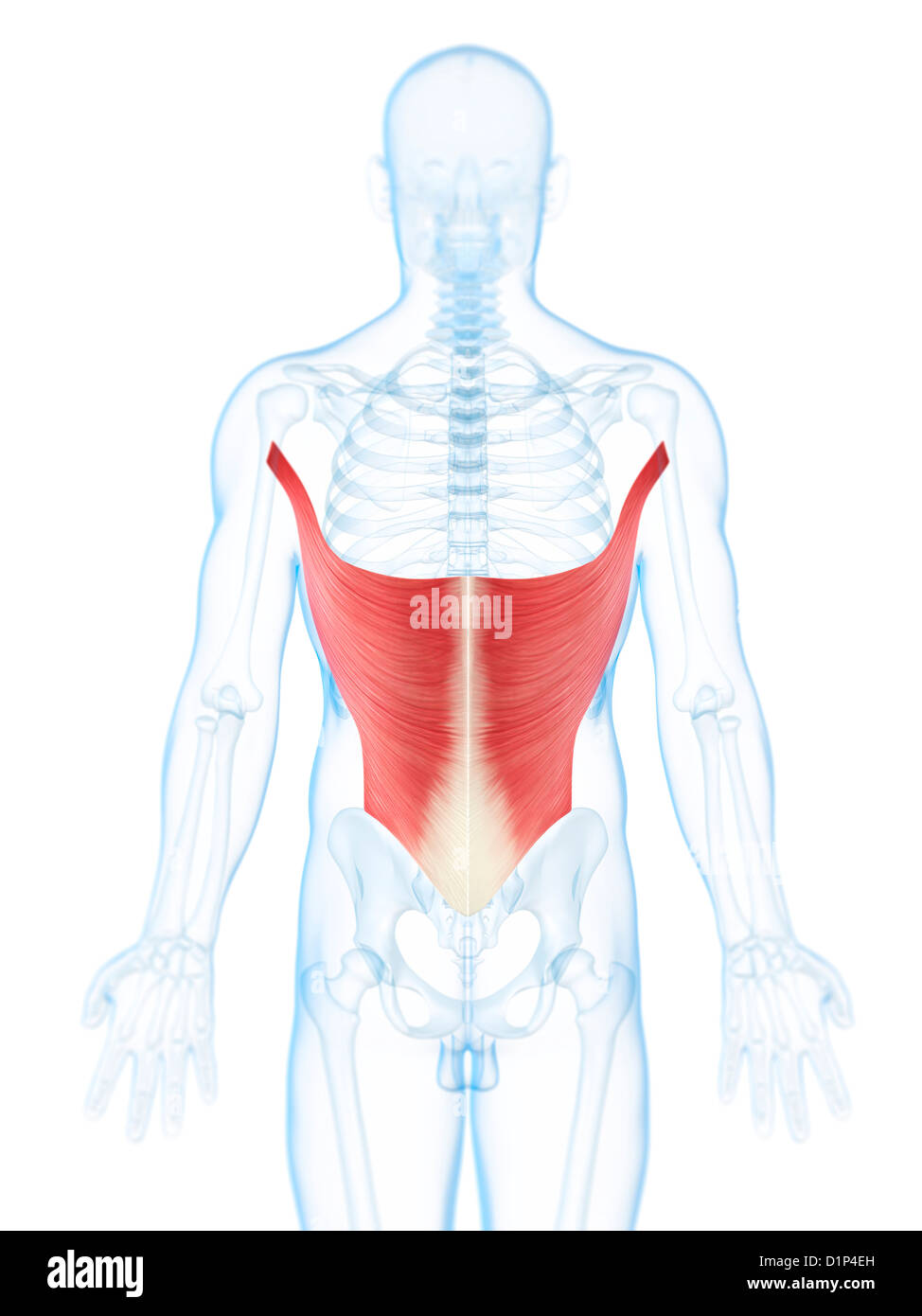 Menschliche Rückenmuskulatur Stockfotos und -bilder Kaufen - Alamy