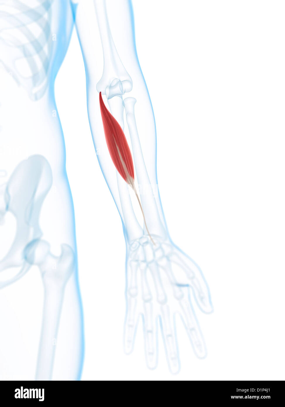 Unteren Arm Muskel, artwork Stockfotografie - Alamy