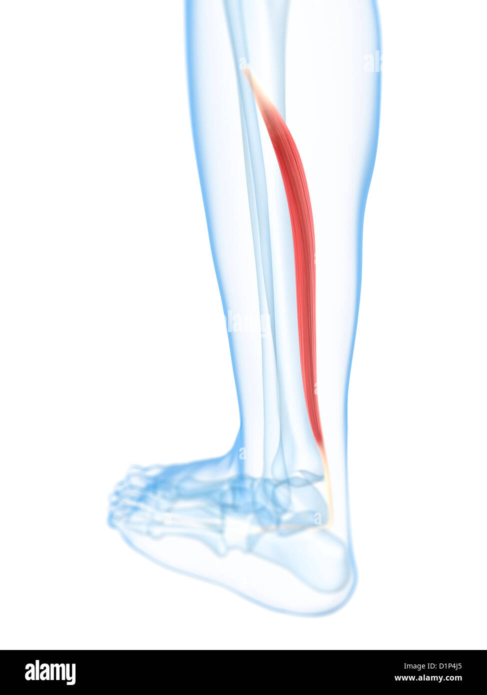 Anatomie Des Unterschenkels Stockfotos und -bilder Kaufen - Alamy