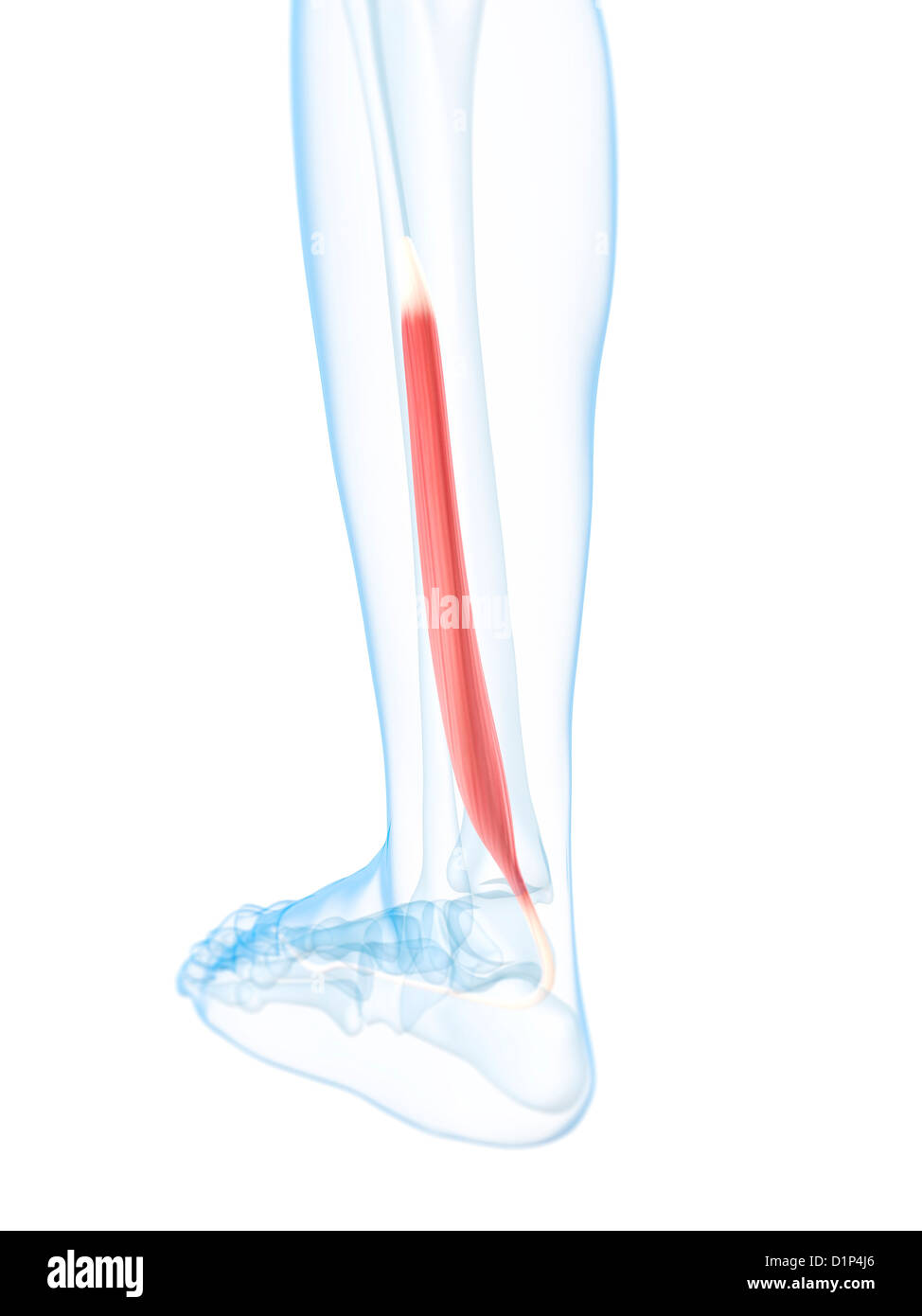 Anatomie Des Unterschenkels Stockfotos und -bilder Kaufen - Alamy