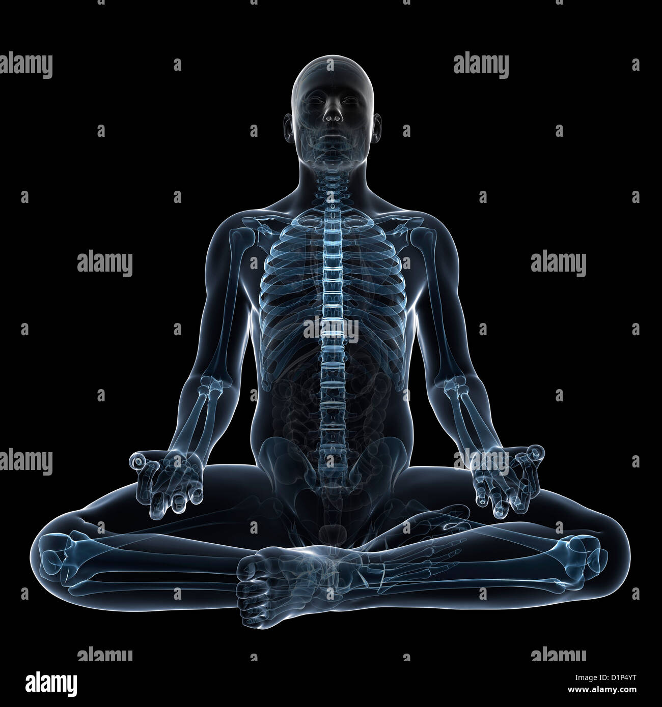 Männliche Anatomie, artwork Stockfotografie - Alamy