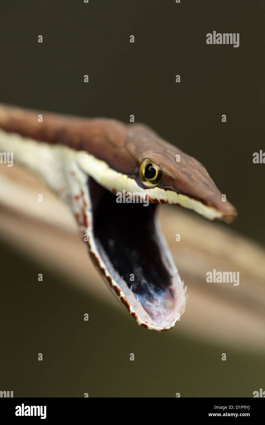 Rear fang snake -Fotos und -Bildmaterial in hoher Auflösung – Alamy