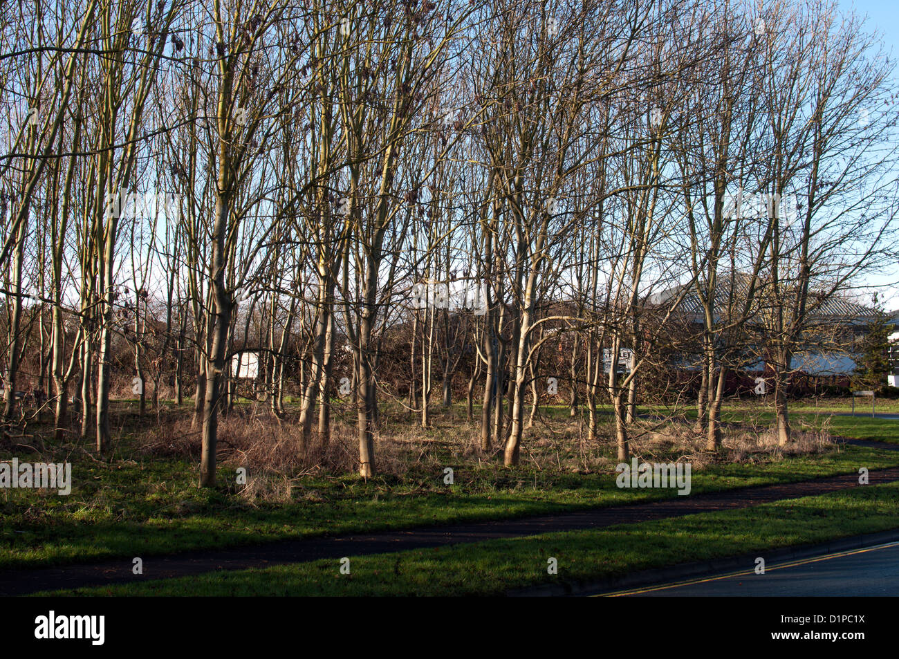 Eschen mauren -Fotos und -Bildmaterial in hoher Auflösung – Alamy