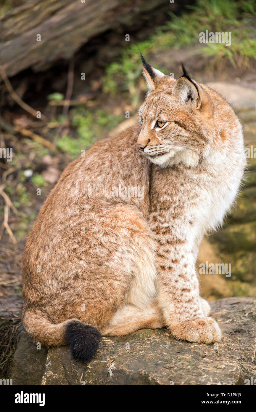 Eurasischer luchs oder nordluchs -Fotos und -Bildmaterial in hoher ...