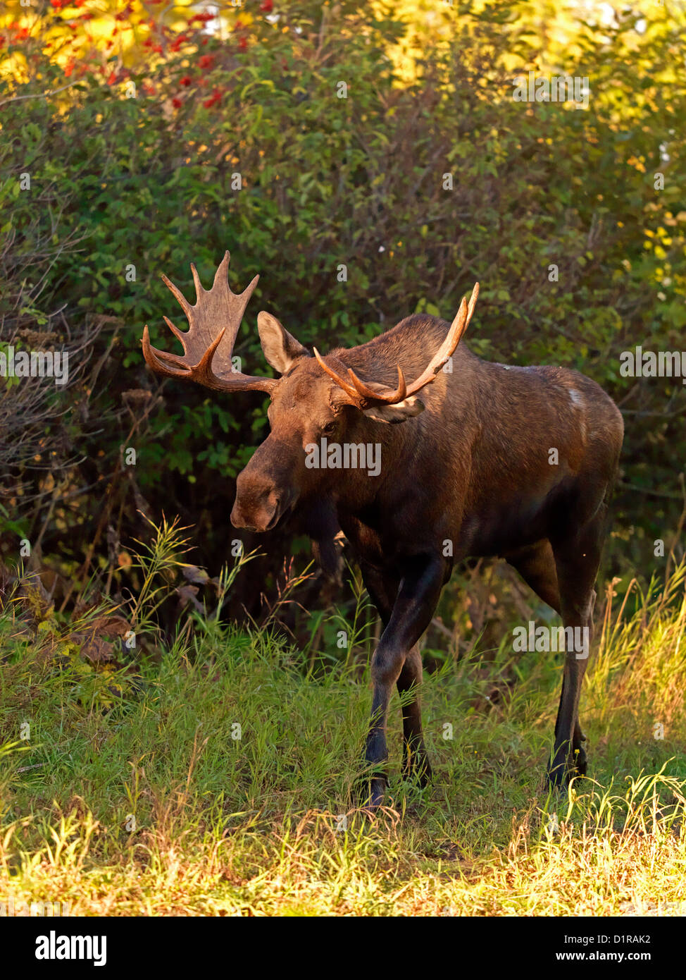 Fotos Von Anchorage Alaska Stockfotos und -bilder Kaufen - Alamy