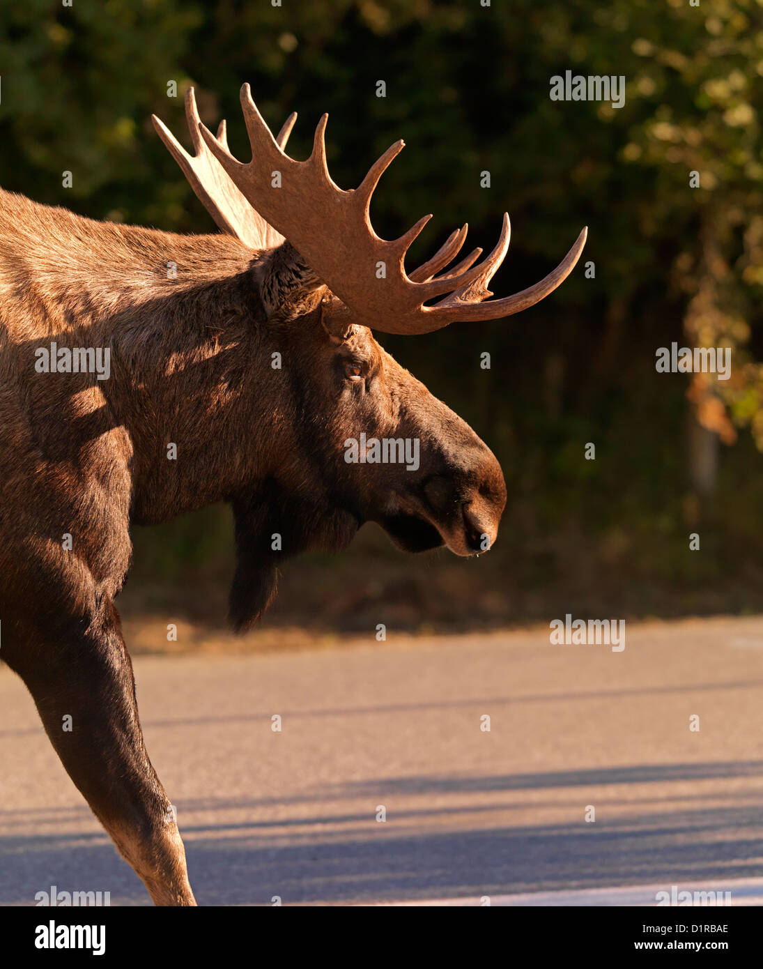 Fotos Von Anchorage Alaska Stockfotos und -bilder Kaufen - Alamy