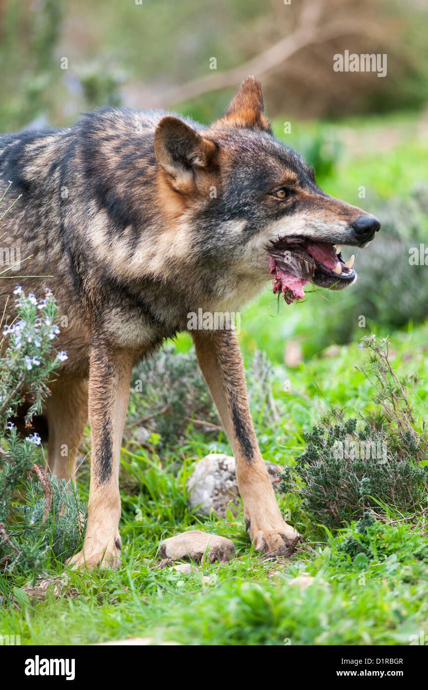 Gray wolf canis lupus eating -Fotos und -Bildmaterial in hoher ...