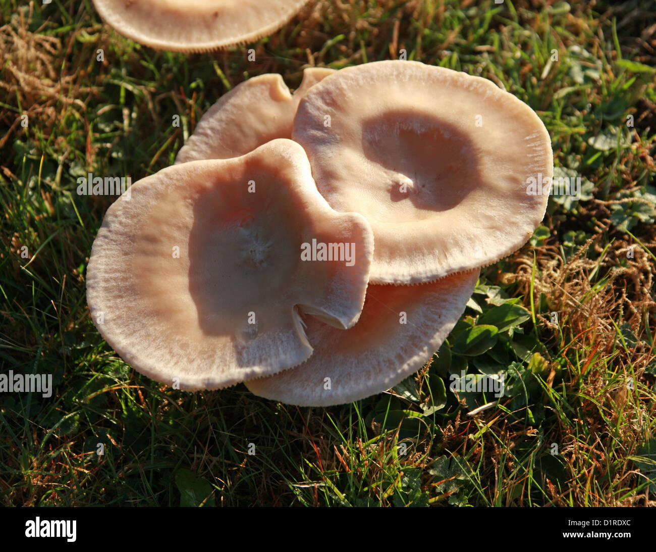 Gemeinsamer trichter Stockfotos und -bilder Kaufen - Alamy