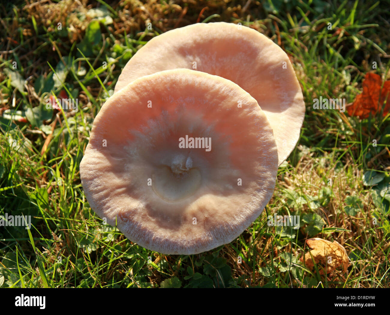 Gemeinsamer trichter Stockfotos und -bilder Kaufen - Alamy