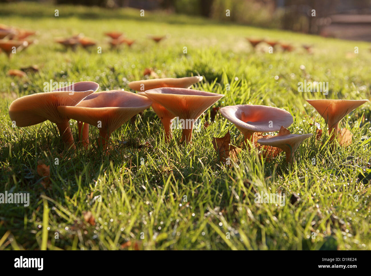 Gemeinsamen Trichter Pilz Clitocybe Gibba Tricholomataceae Teil