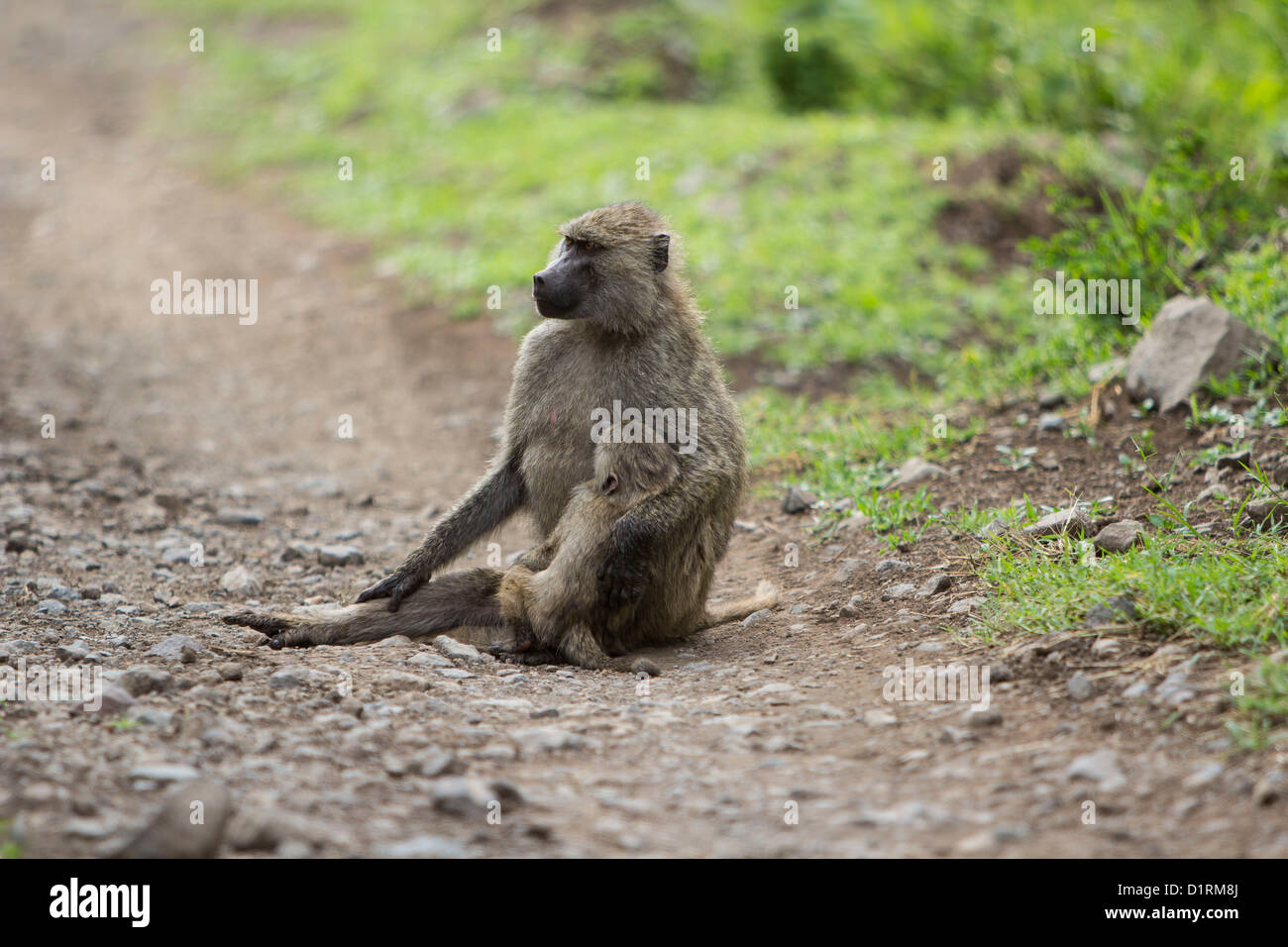 Nationalparks Tierwelt Stockfotos und -bilder Kaufen - Alamy