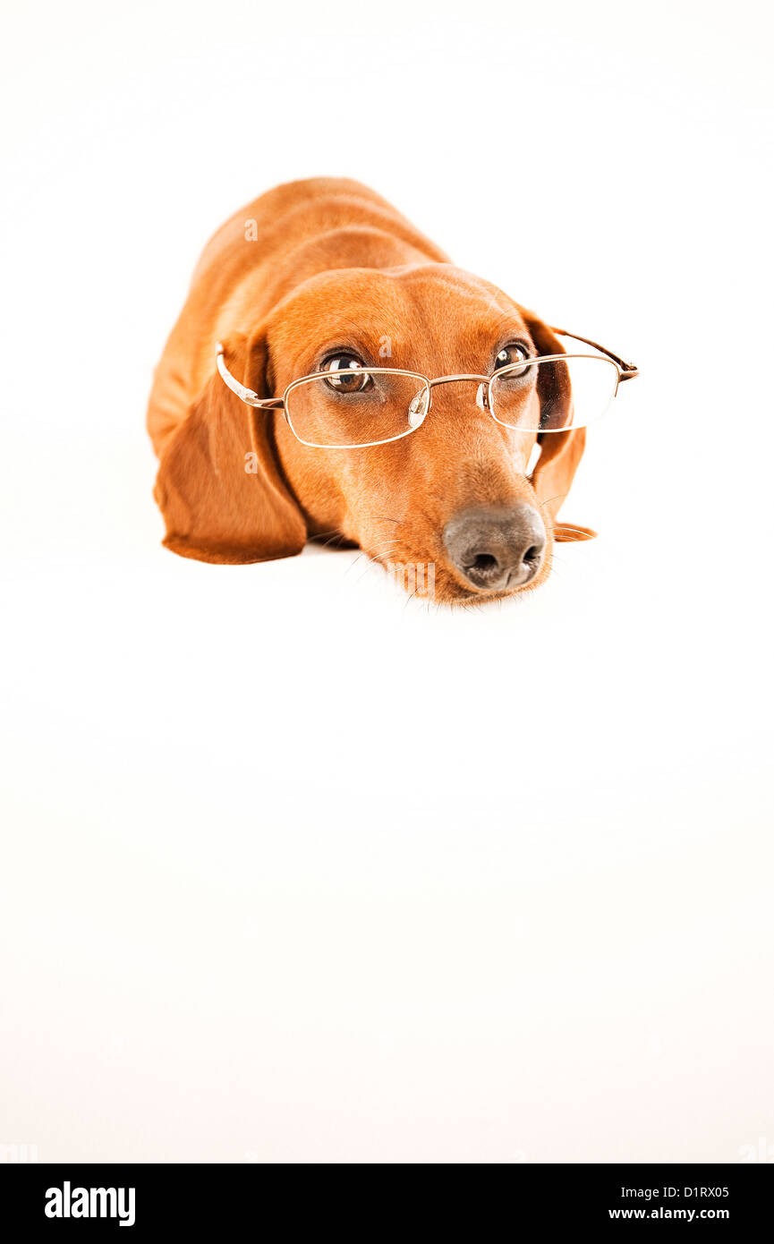Dackel im Studio auf dem weißen Hintergrund mit Brille Stockfotografie ...