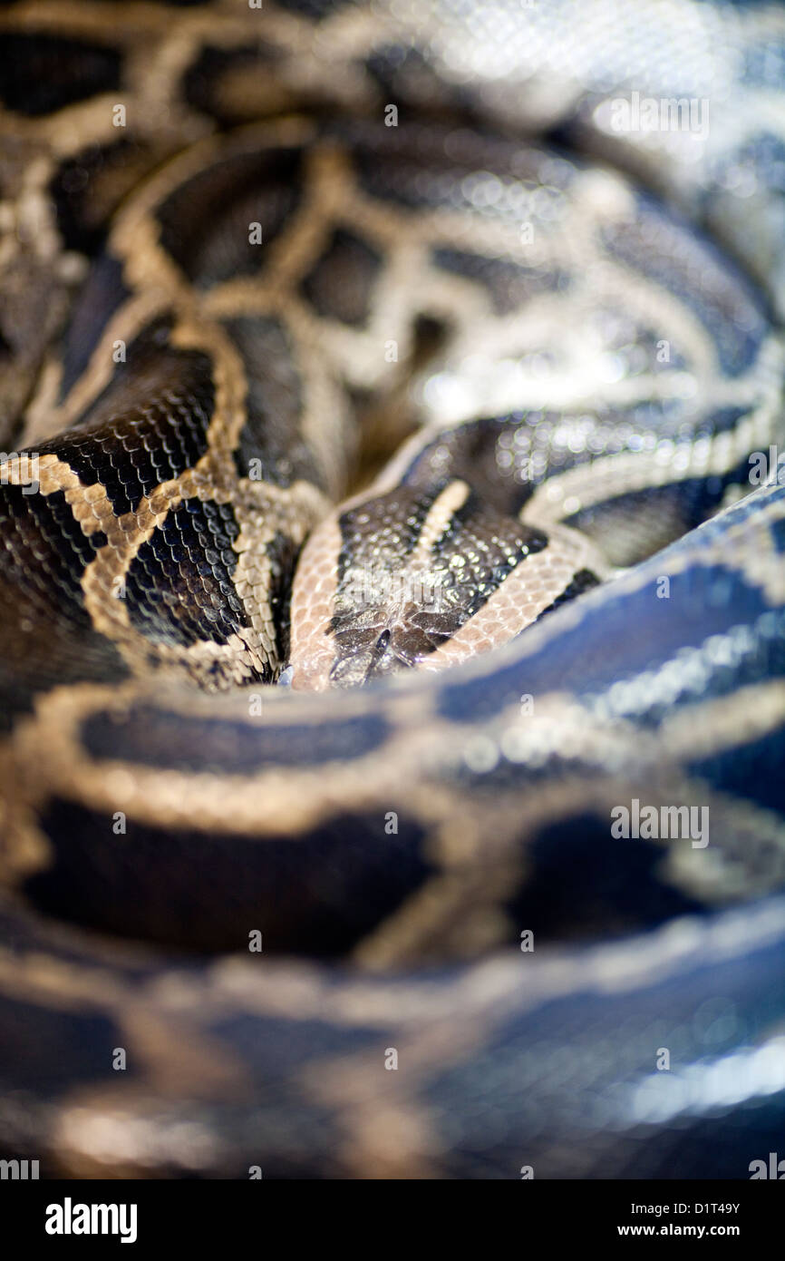 Dunkler tiger python python molurus bivittatus -Fotos und -Bildmaterial in hoher Auflösung – Alamy