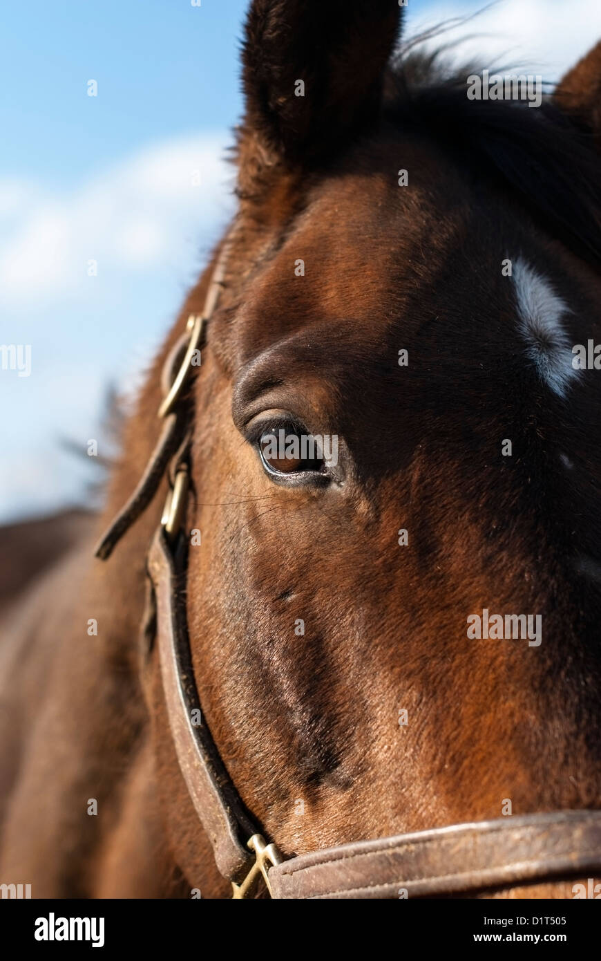 Mustang horse portrait -Fotos und -Bildmaterial in hoher Auflösung – Alamy